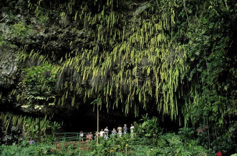Fern Grotto stock image. Image of tucked, standing, leaves - 2107163