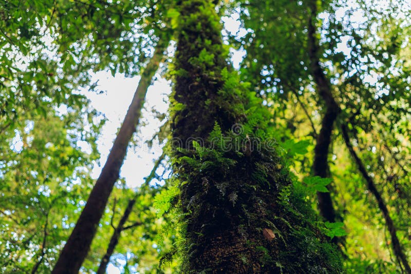 Fern Grow on Tree Stub in Tropical Rain Forest Stock Image - Image of ...