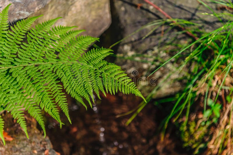 Fern Growing Above the Stream Stock Image - Image of nature, daylight ...