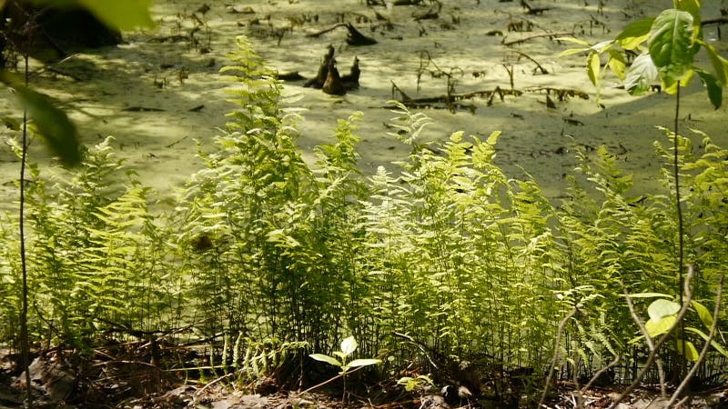 Fern Growing on a Bog in the Wild Forest. Stock Footage - Video of ...