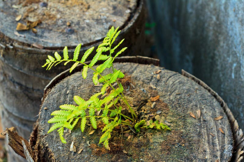 Fern Growing on the Coconut Stump Stock Image - Image of season, tree ...
