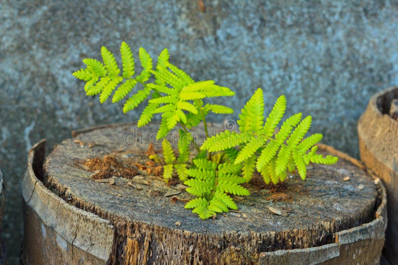 Fern Growing on the Coconut Stump Stock Image - Image of reserve, stump ...