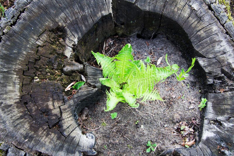 Fern Plant Growing On Old Tree Stump In Forest Stock Image - Image of ...