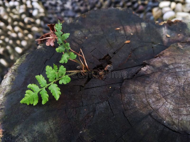 A fern that grows stock photo. Image of flow, crack - 276390954