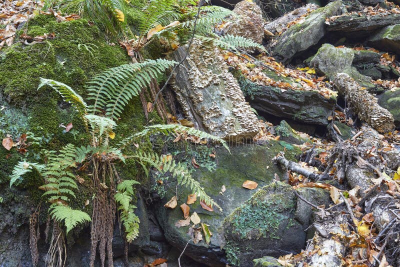 Fern Grows in a Gorge on Clumps Stock Image - Image of fresh, foliage ...