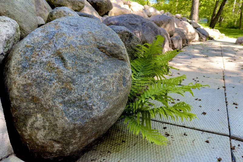 Fern between Stones by the Garden Path Stock Photo - Image of texture ...