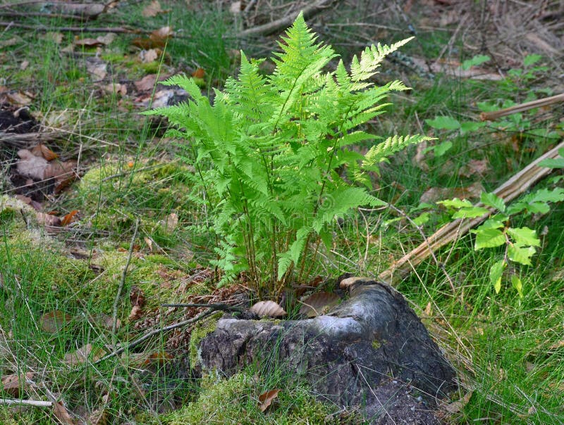 Fern Grows in Tree Stump, South Bohemia Stock Image - Image of brown ...