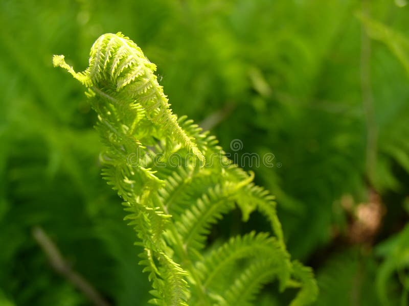 Fern Growth stock image. Image of growing, flora, foliage - 4113