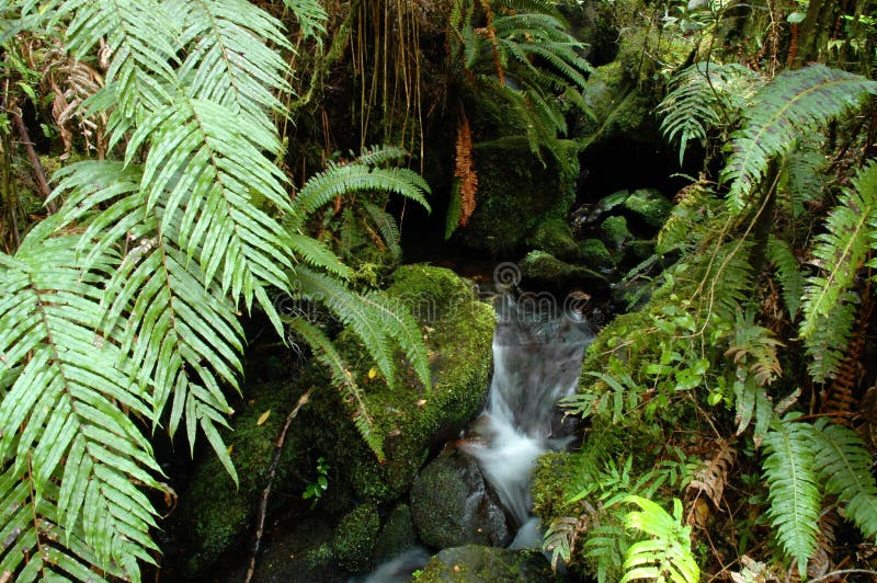 Fern gully in Jamaica stock image. Image of rios, road - 20895811