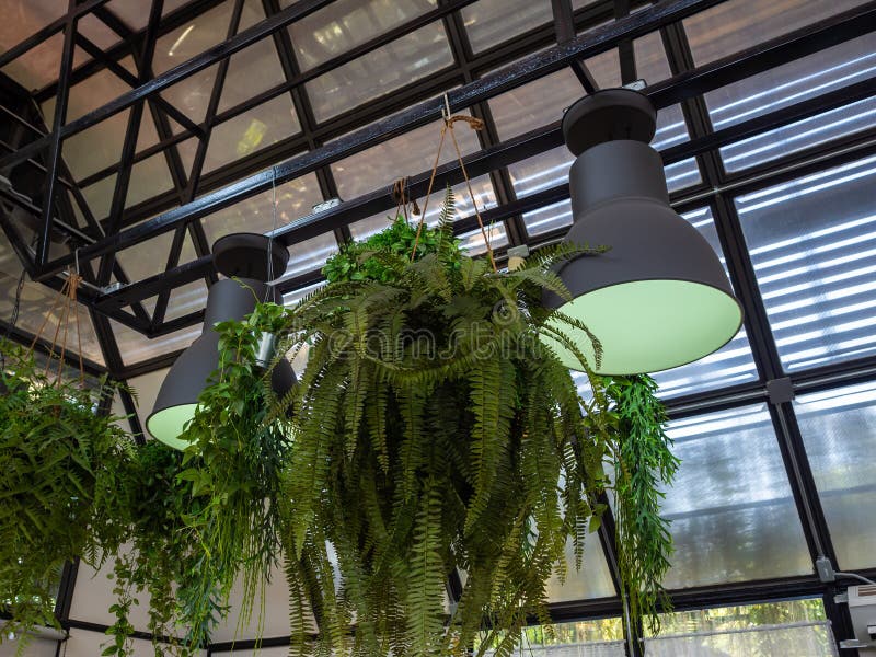 Fern in Hanging Pot Near the Ceiling Light Decoration in Cafe Stock ...