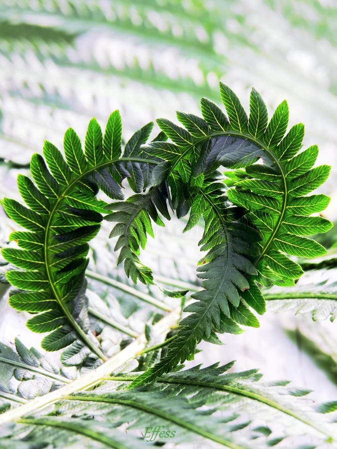 Fern Heart stock photo. Image of shape, naturally, curled - 92497620