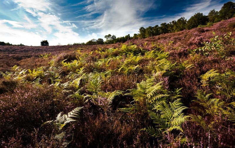 Fern and heather stock image. Image of leaf, pasture - 26385673