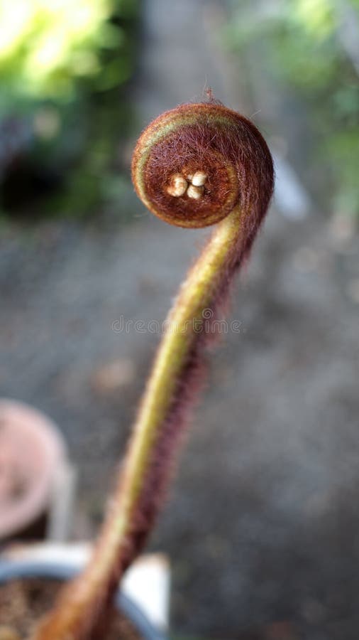 Fern Herb stock image. Image of bright, foliage, flowerpot - 74578515