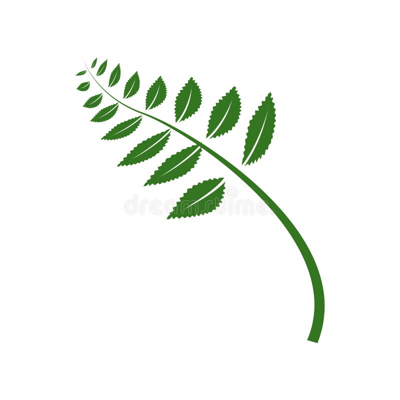 Fern illustration stock vector. Illustration of white - 97822749