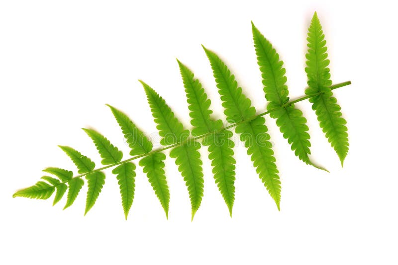 Fern Isolate Onwhite Background Stock Photo - Image of closeup ...