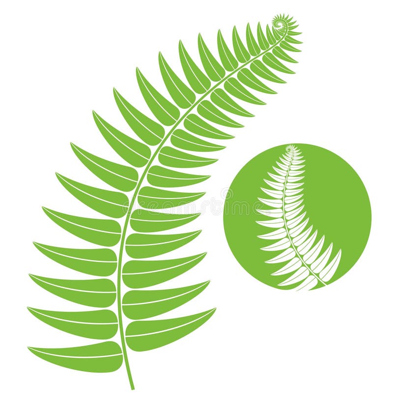 Fern stock vector. Illustration of green, emblem, branch - 51107026