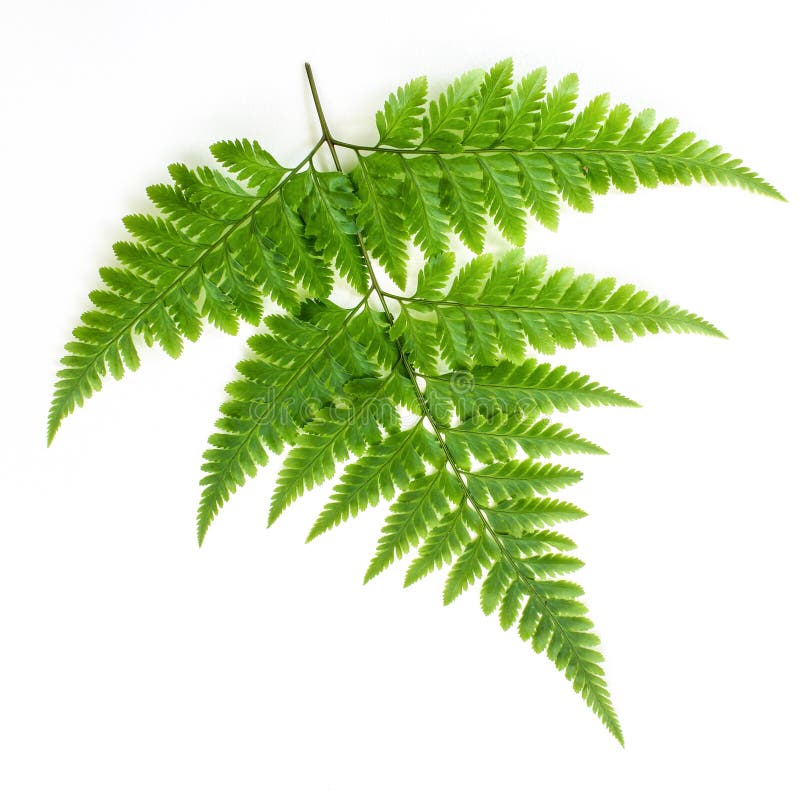 Fern isolated on white stock photo. Image of ornamental - 26755162
