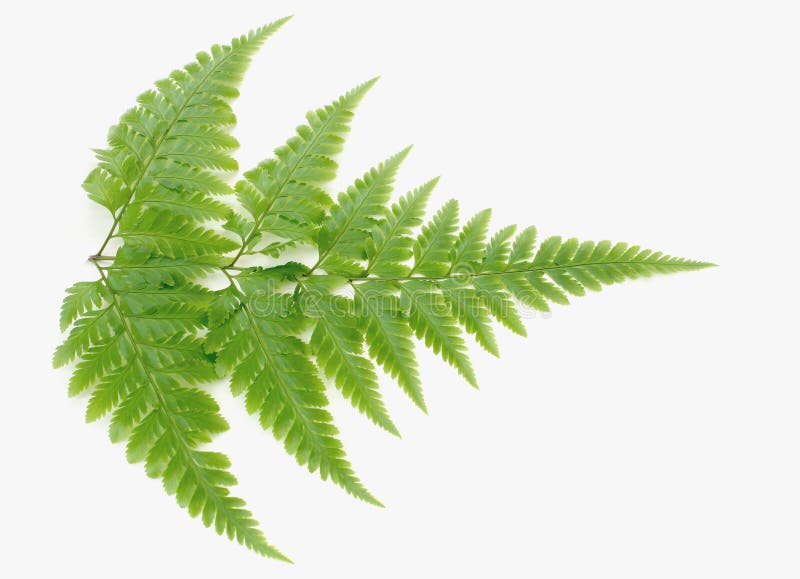 Fern isolated on white stock photo. Image of botanical - 27351828