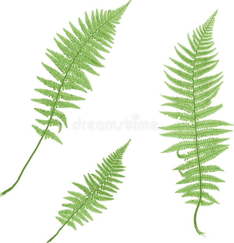 Fern Clip Art Stock Illustrations – 2,657 Fern Clip Art Stock ...