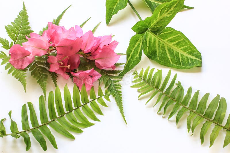Fern Isolated on a White Background Stock Image - Image of frond ...