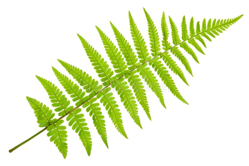 Fern isolated stock photo. Image of structure, white - 59201824