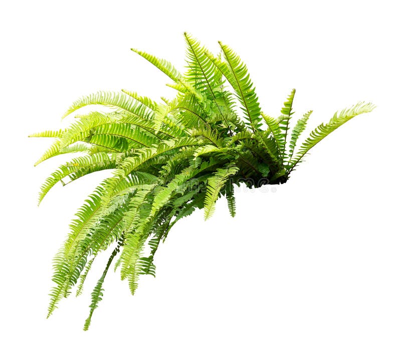Bird Nest Fern Isolated White Stock Image - Image of growth, asplenium ...