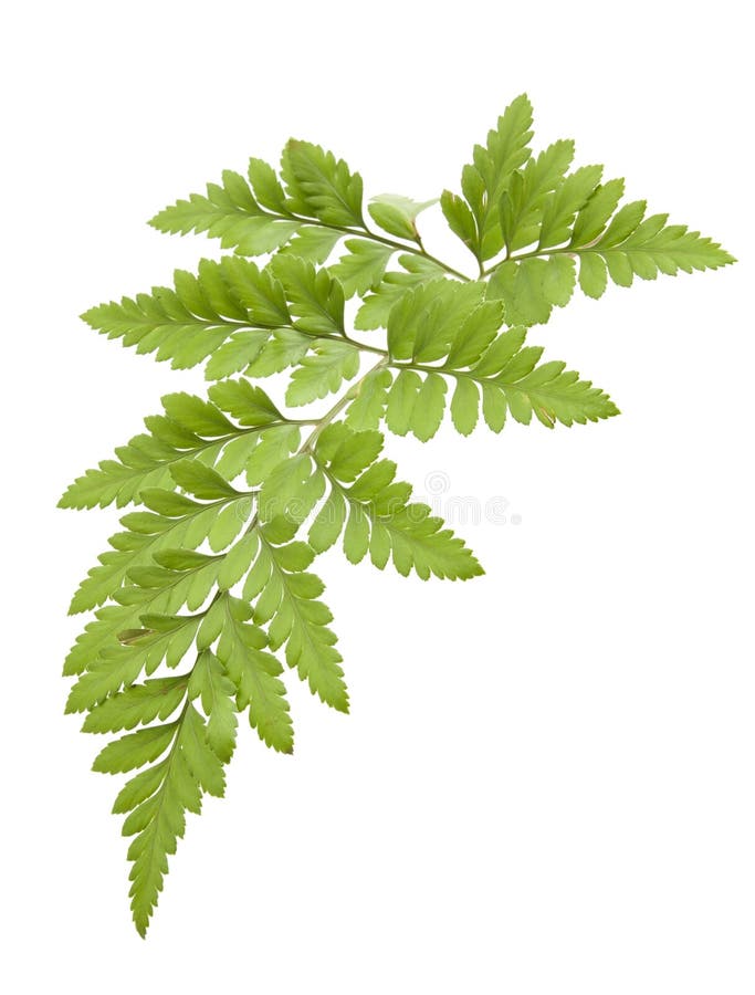 Fern isolated stock image. Image of green, closeup, health - 78849869
