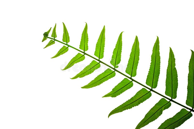 Fern Isolated on White Background with Clipping Path Stock Image ...