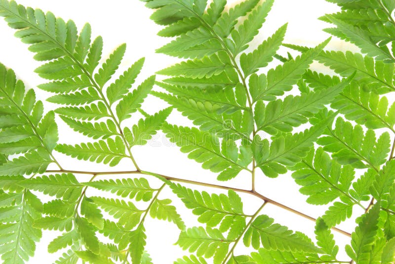 Fern Isolated on a White Background Stock Photo - Image of green, fresh ...