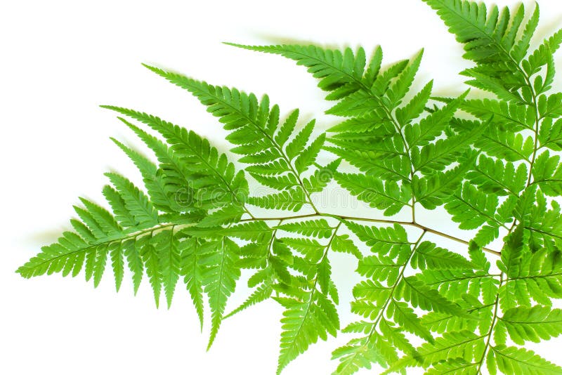 Fern Isolated on a White Background Stock Image - Image of isolation ...