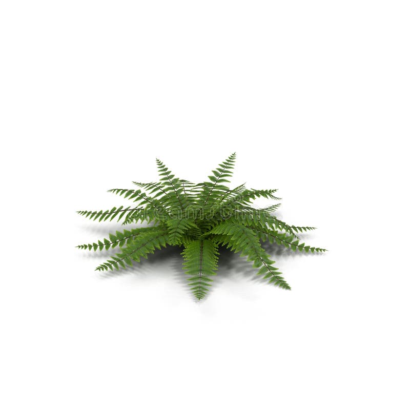 Fern Isolated on White. Top View. 3D Illustration Stock Illustration ...