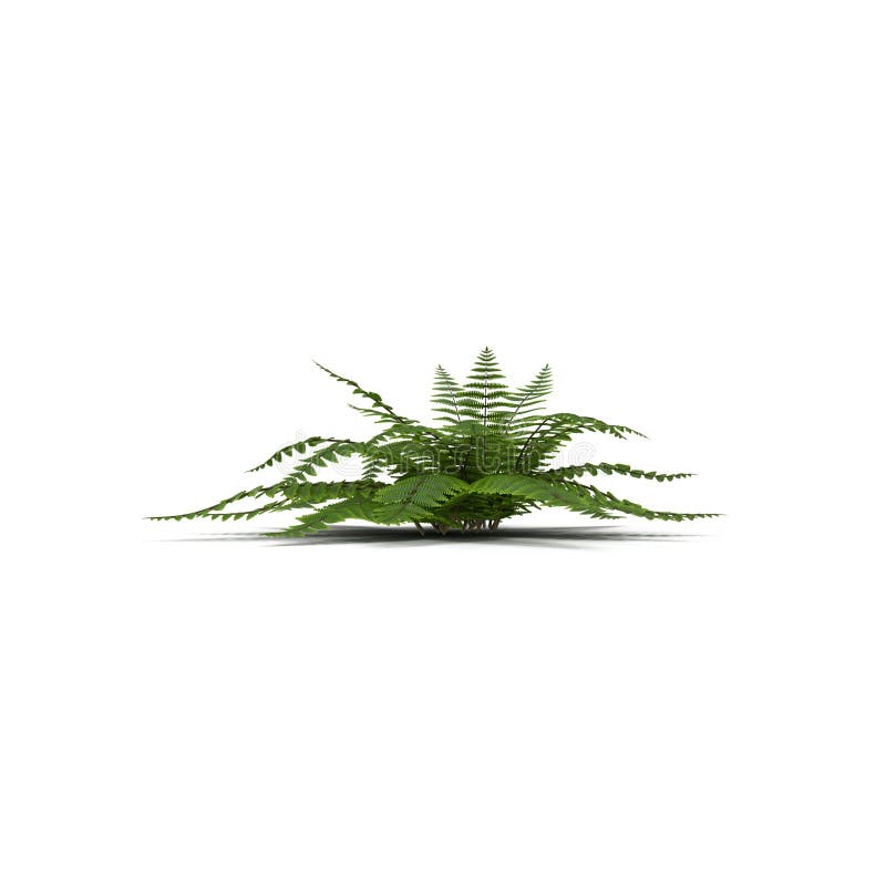 Fern Isolated on White. Top View. 3D Illustration Stock Illustration ...