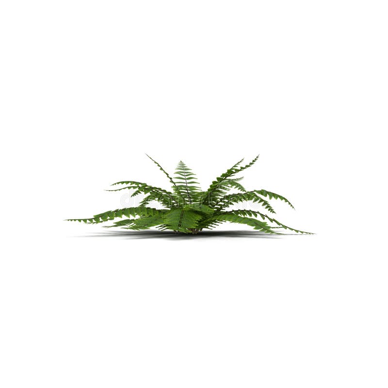 Fern Isolated on White. Side View. 3D Illustration Stock Illustration ...