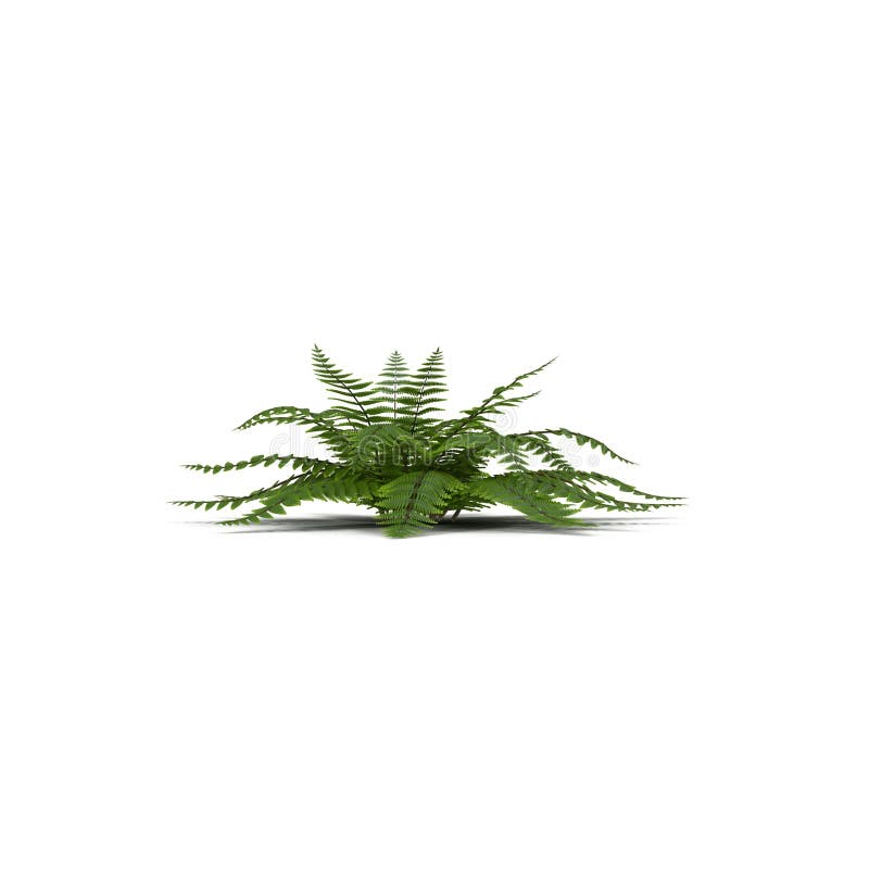 Fern Isolated on White. Top View. 3D Illustration Stock Illustration ...