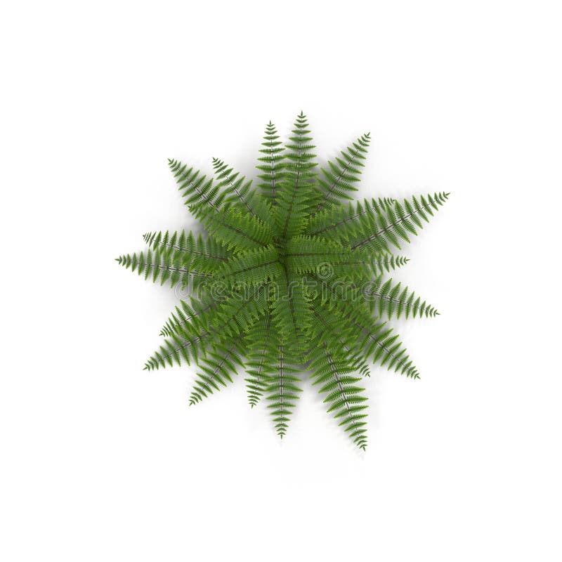 Fern Plant Top View Stock Illustrations – 887 Fern Plant Top View Stock ...