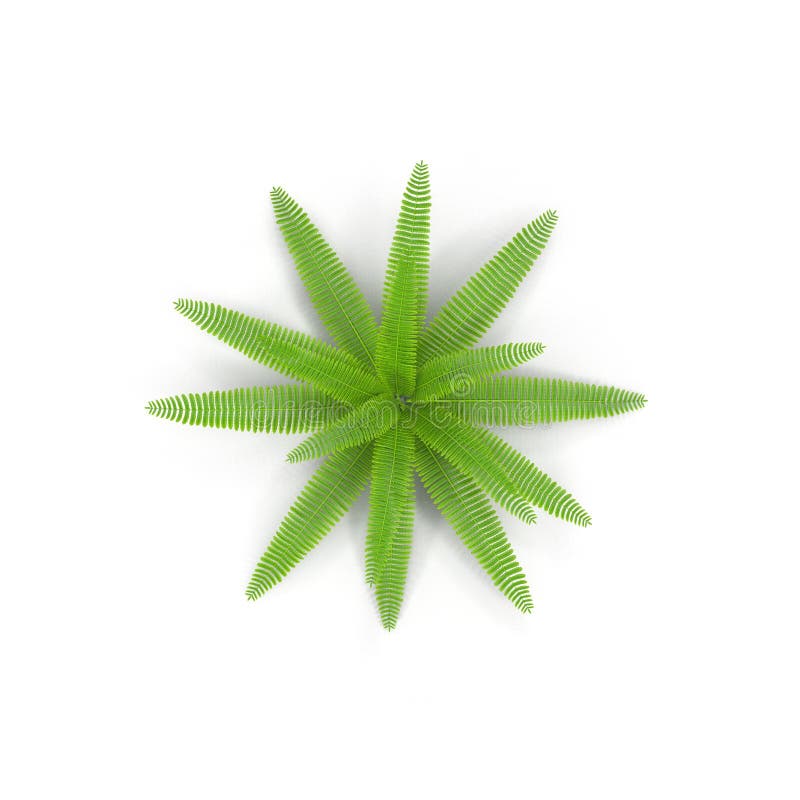 Fern Isolated on White. Top View. 3D Illustration Stock Illustration ...