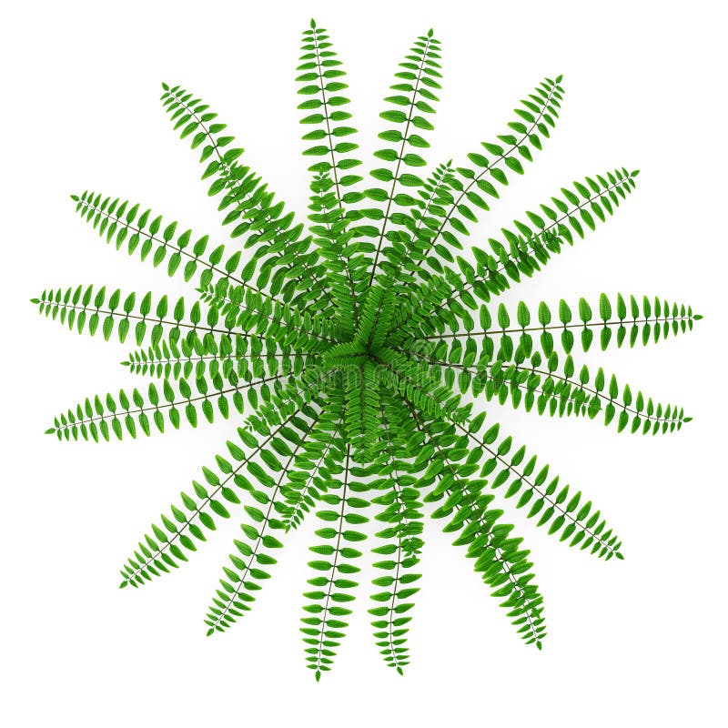 Top View Plant Render Stock Illustrations – 3,350 Top View Plant Render ...
