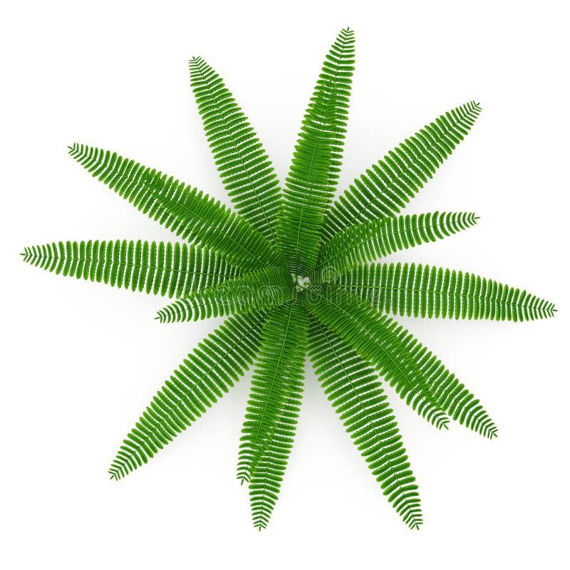 Fern Top View Stock Illustrations – 1,067 Fern Top View Stock ...