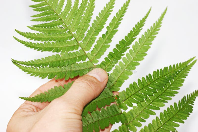 Fern leaf stock image. Image of fodde, chlorophyll, care - 10499285