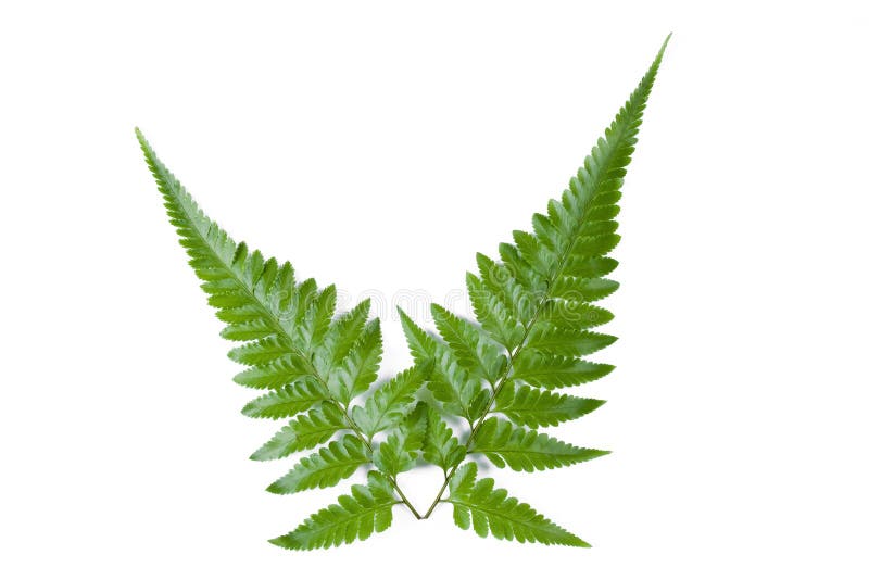 Fern leaf stock photo. Image of white, background, leaves - 14682616