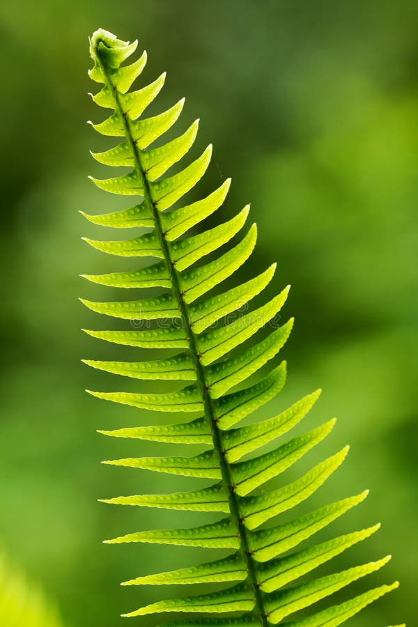 Fern leaf stock photo. Image of curve, furl, natural - 20380414