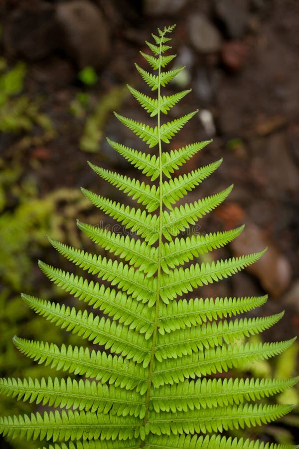Fern leaf stock image. Image of flora, vibrant, detailed - 5356797