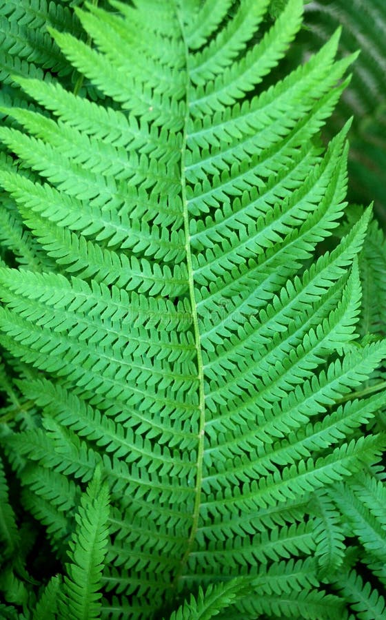 Fern Leaf stock photo. Image of tree, color, branches - 6015392