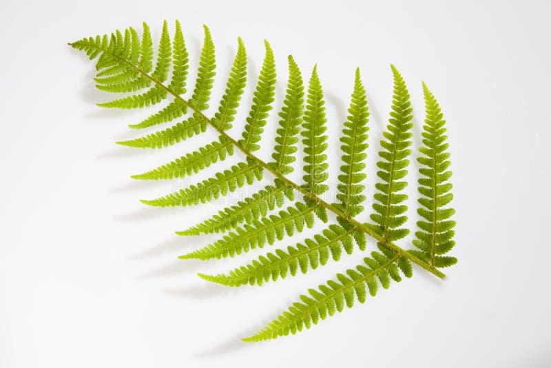 Fern leaf stock image. Image of frond, plant, branch, garden - 9613849