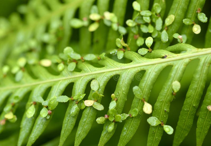 Fern Leaf with Accessory Bud Stock Image - Image of environmental ...