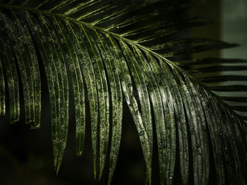 A Fern Leaf stock image. Image of ferns, foursome, single - 230166311