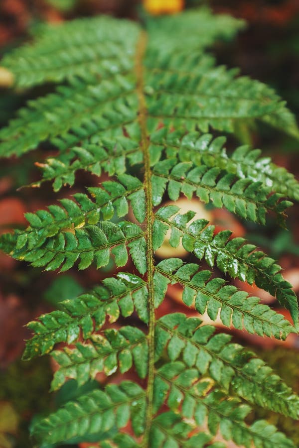 Fern Leaf in the Autumn Forest of the Caucasus. View from Above Stock ...