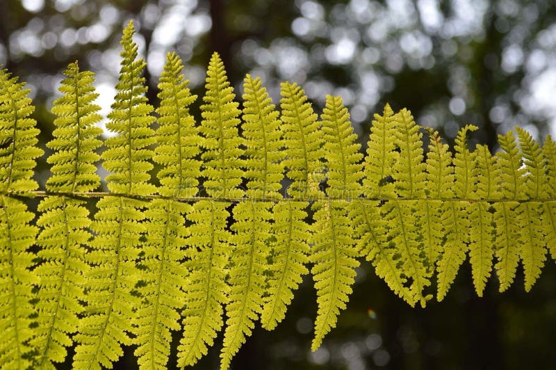 Close up of fern leaf stock photo. Image of closeup, design - 56398694