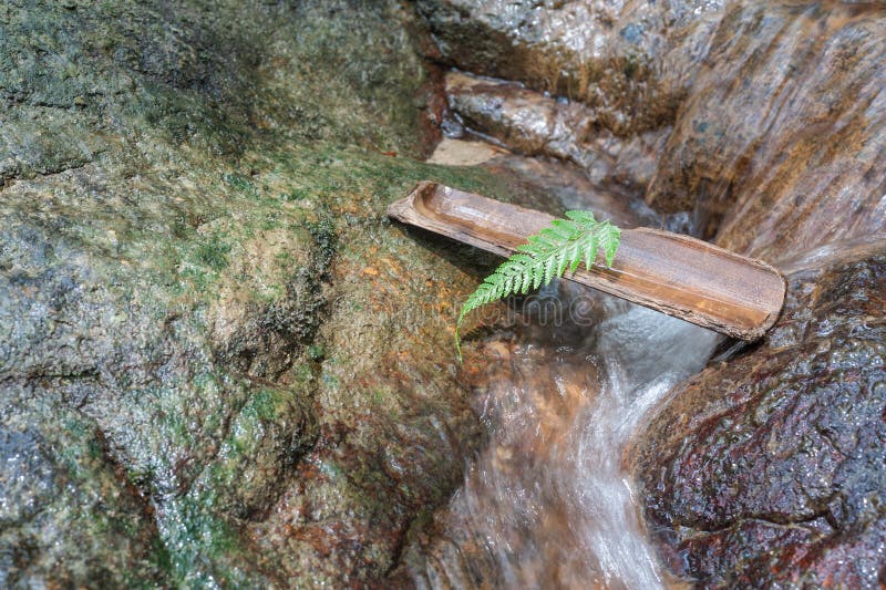 Fern Leaf on Bamboo at Waterfall As Holiday Concept Stock Image - Image ...