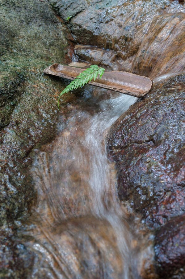 Fern Leaf on Bamboo at Waterfall As Holiday Concept Stock Photo - Image ...